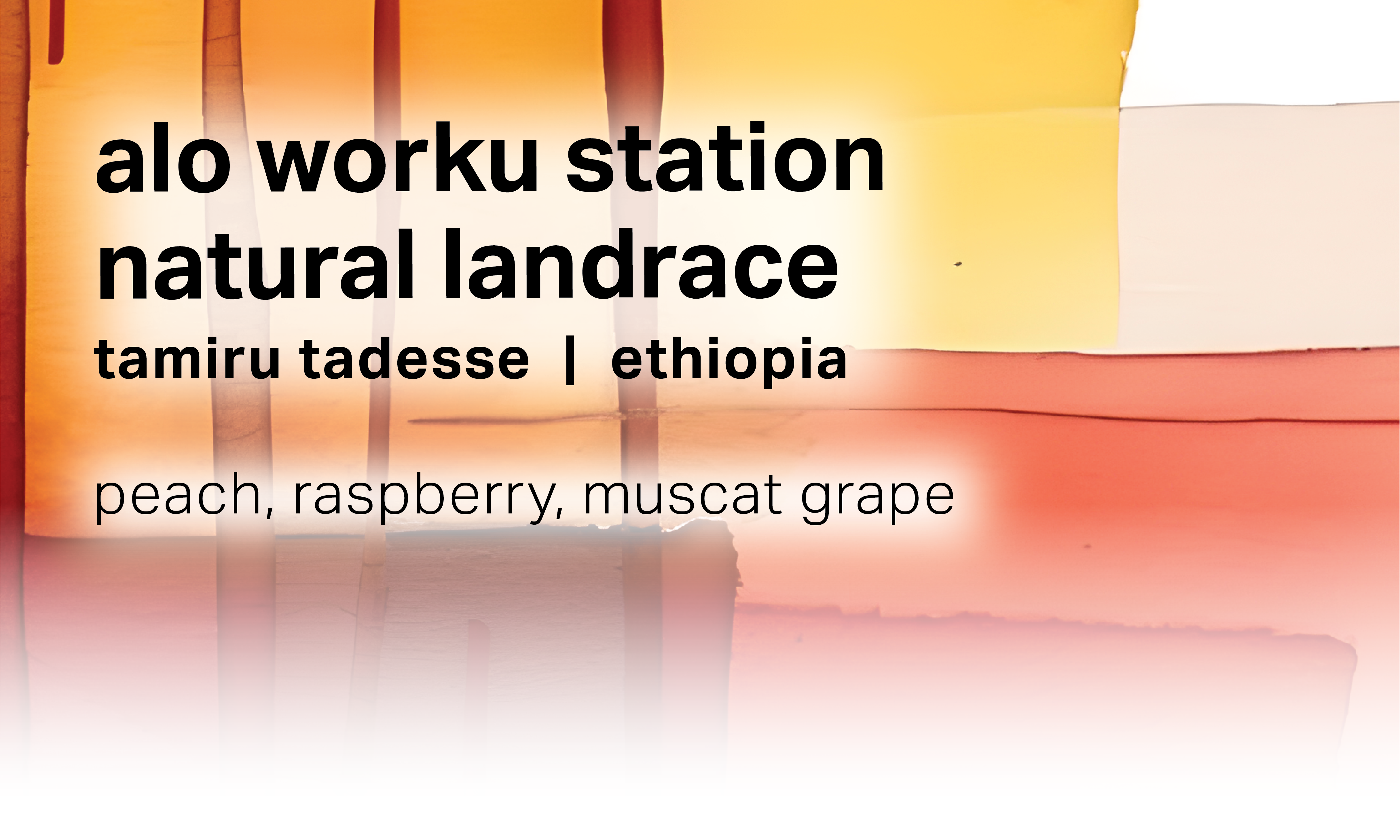 Alo Worku Station - Natural Landrace - Ethiopia – Moonwake Coffee Roasters